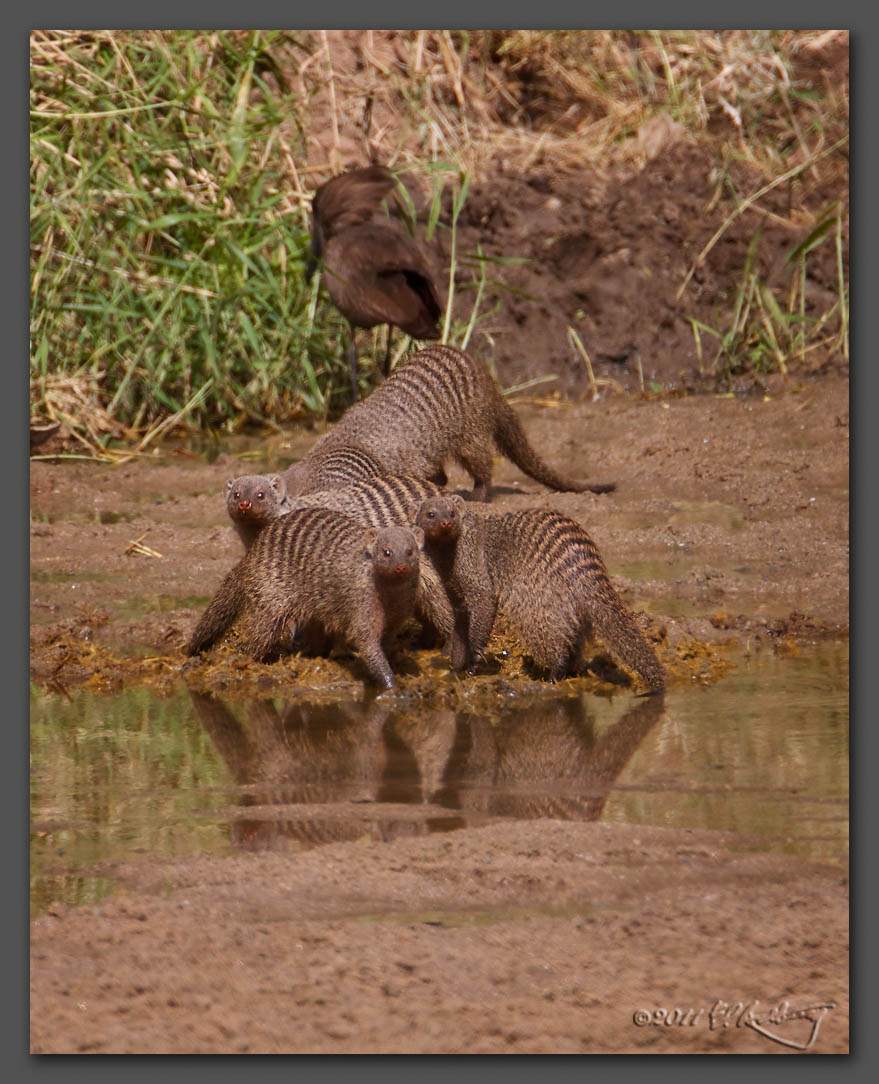 Nature & Wildlife - Photography - FM Forums
