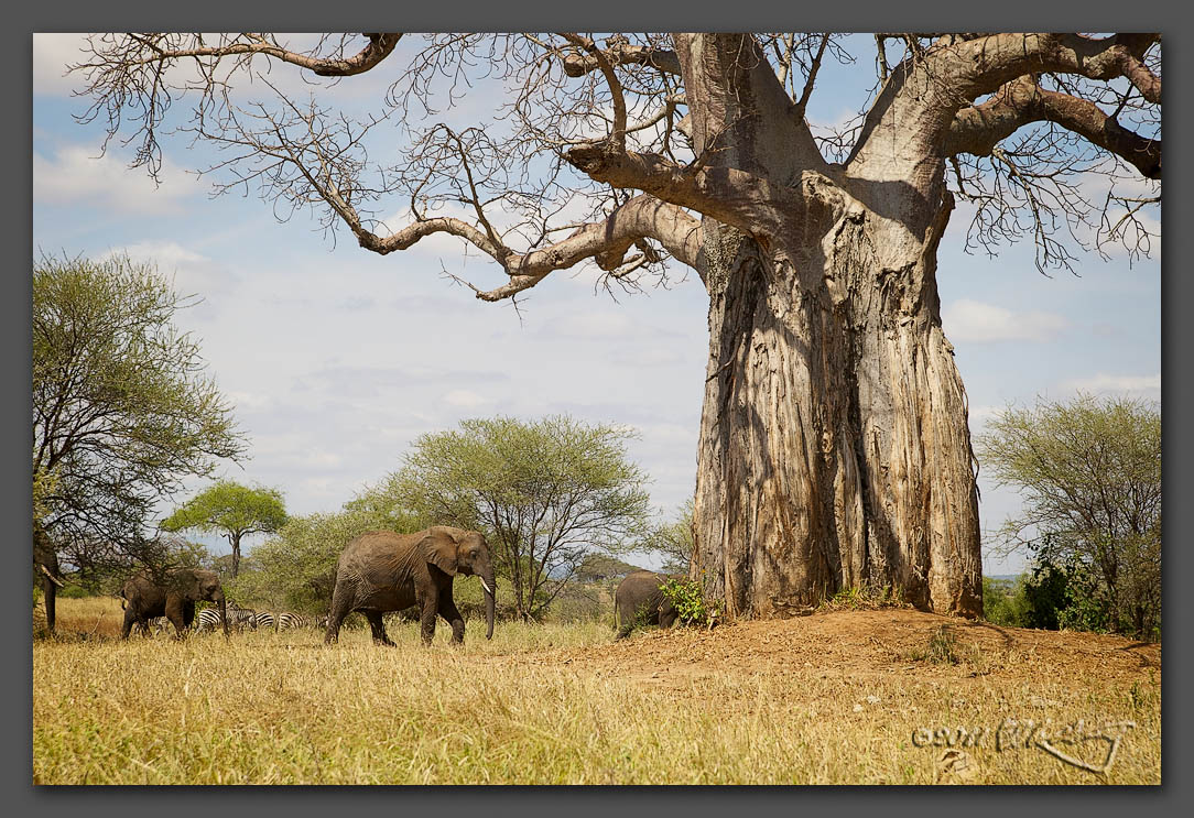 Nature & Wildlife - Photography - FM Forums