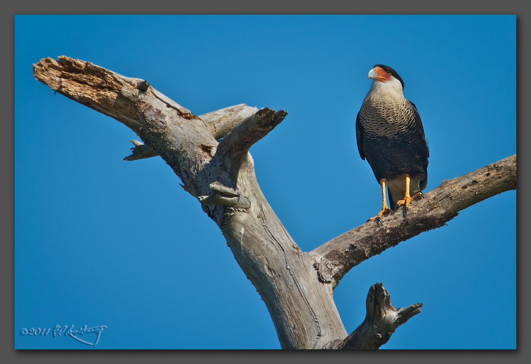 Nature & Wildlife - Photography - FM Forums