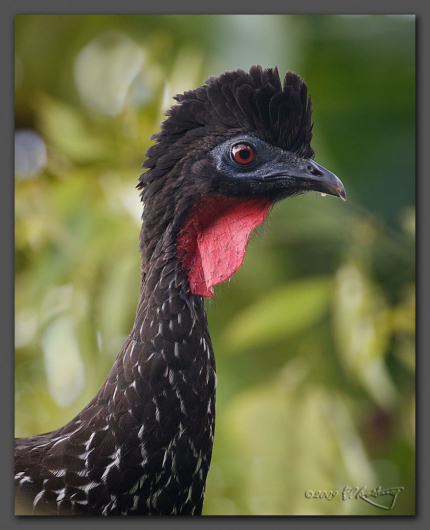 Nature & Wildlife - Photography - FM Forums