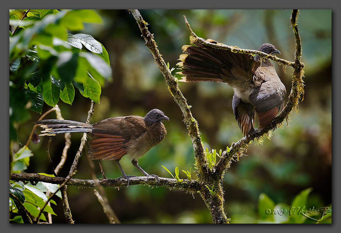 Nature & Wildlife - Photography - FM Forums