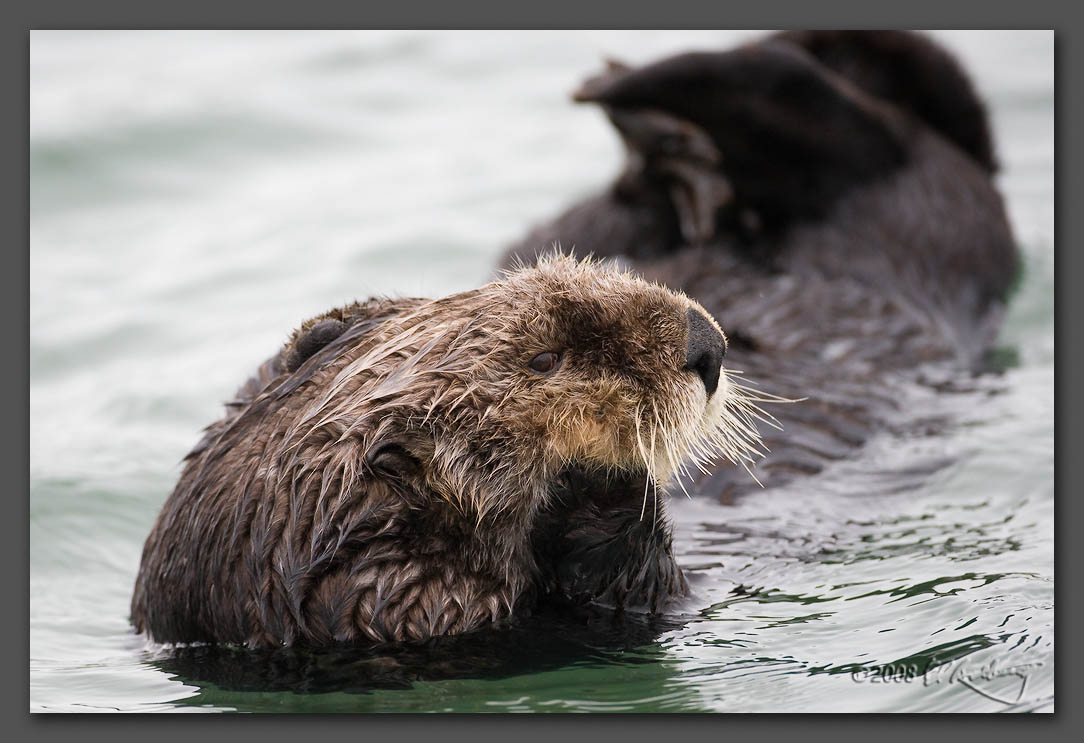 Nature & Wildlife - Photography - FM Forums