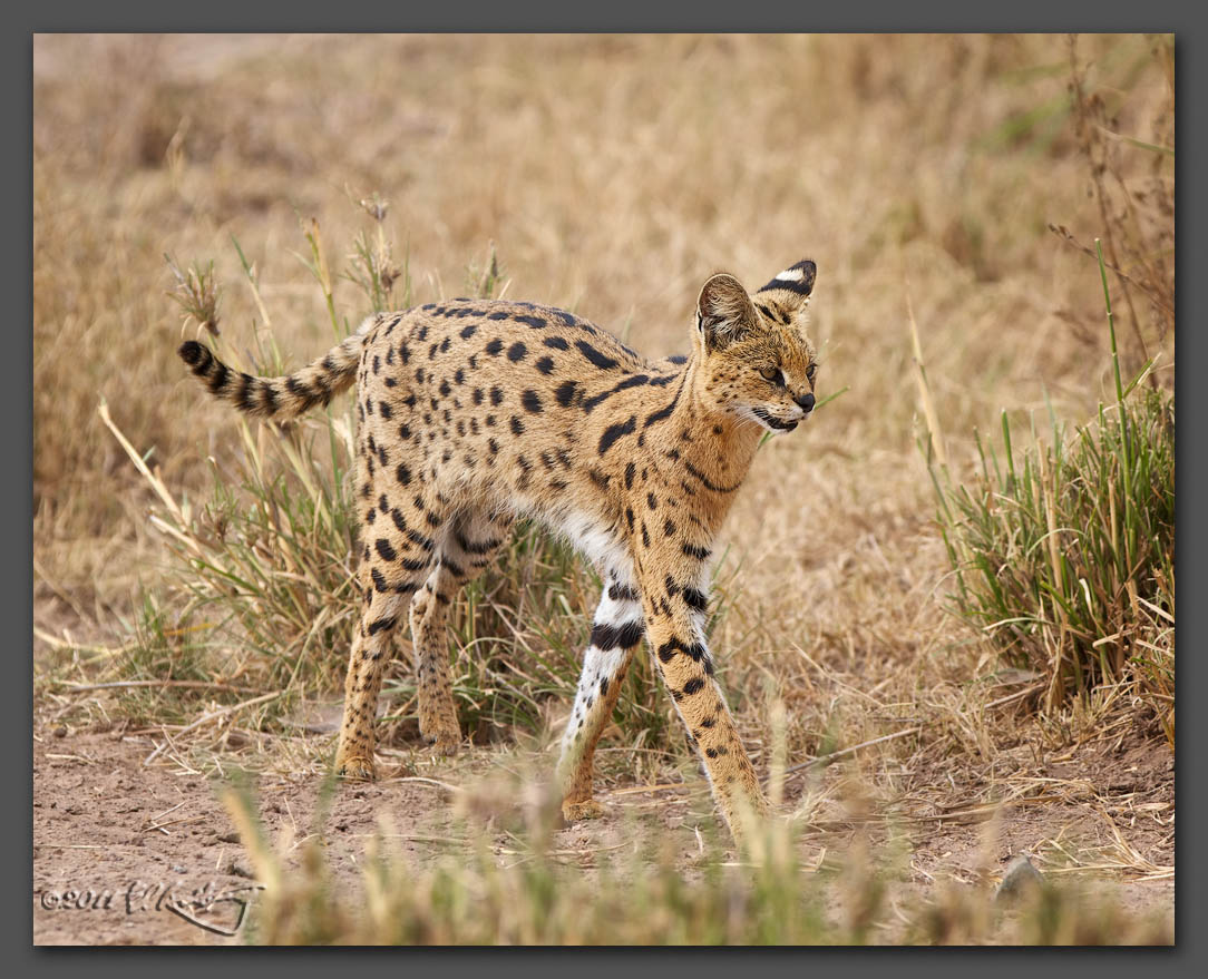 Nature & Wildlife - Photography - FM Forums